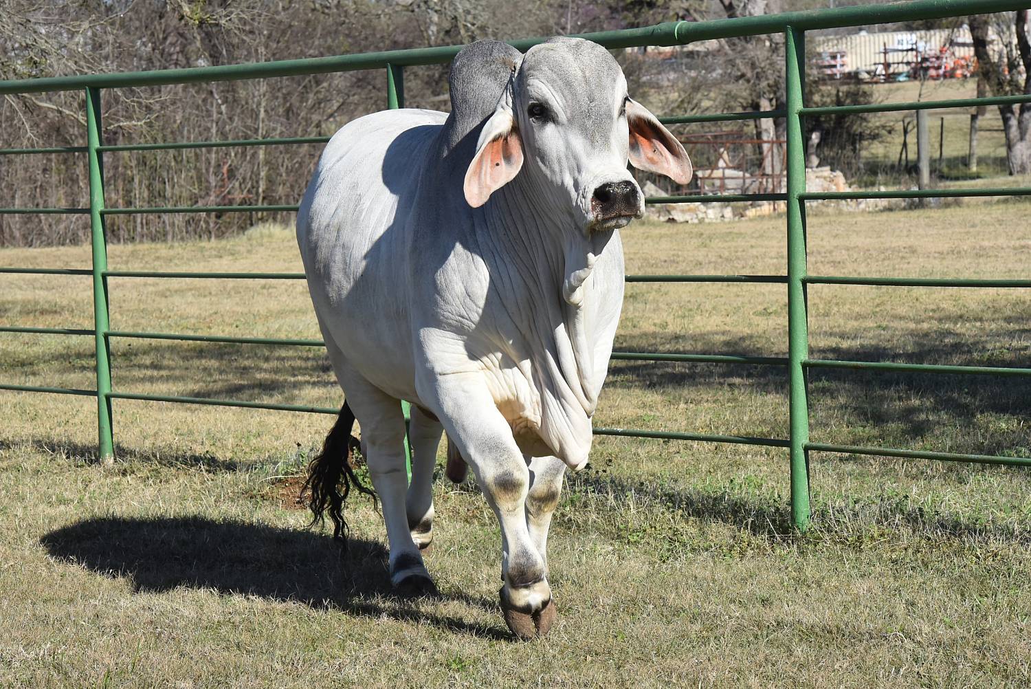 Joey Bull - Brahman Photos - 2022 Ranches & Events ...