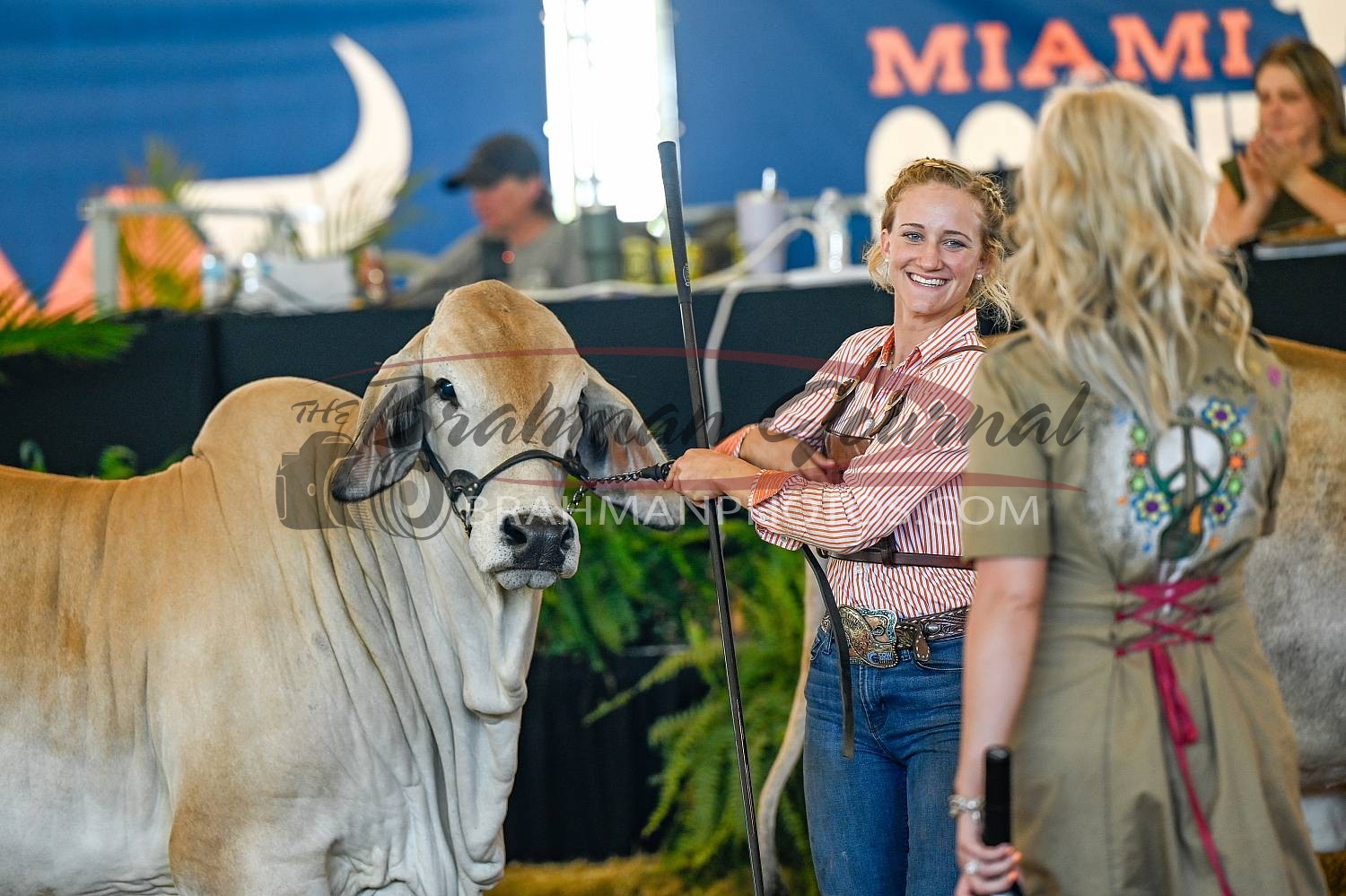 2024 Miami International Cattle Show - Brahman Photos - 2024 SHOWS ...