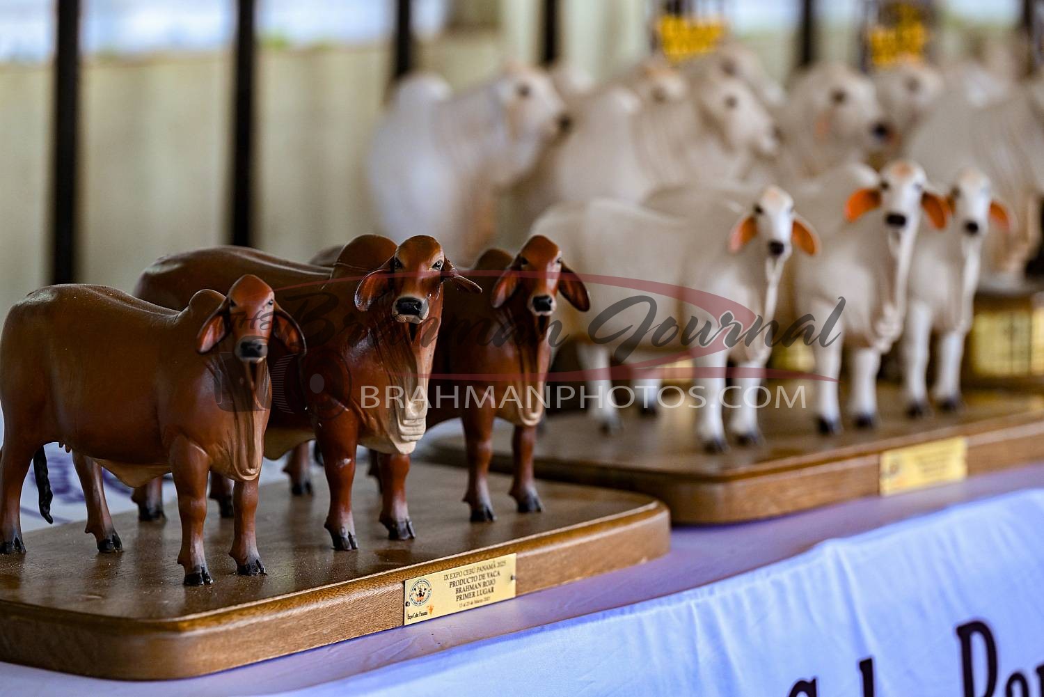 2025 ExpoCebu Panama - National Brahman Show - Brahman Photos - 2025 ...